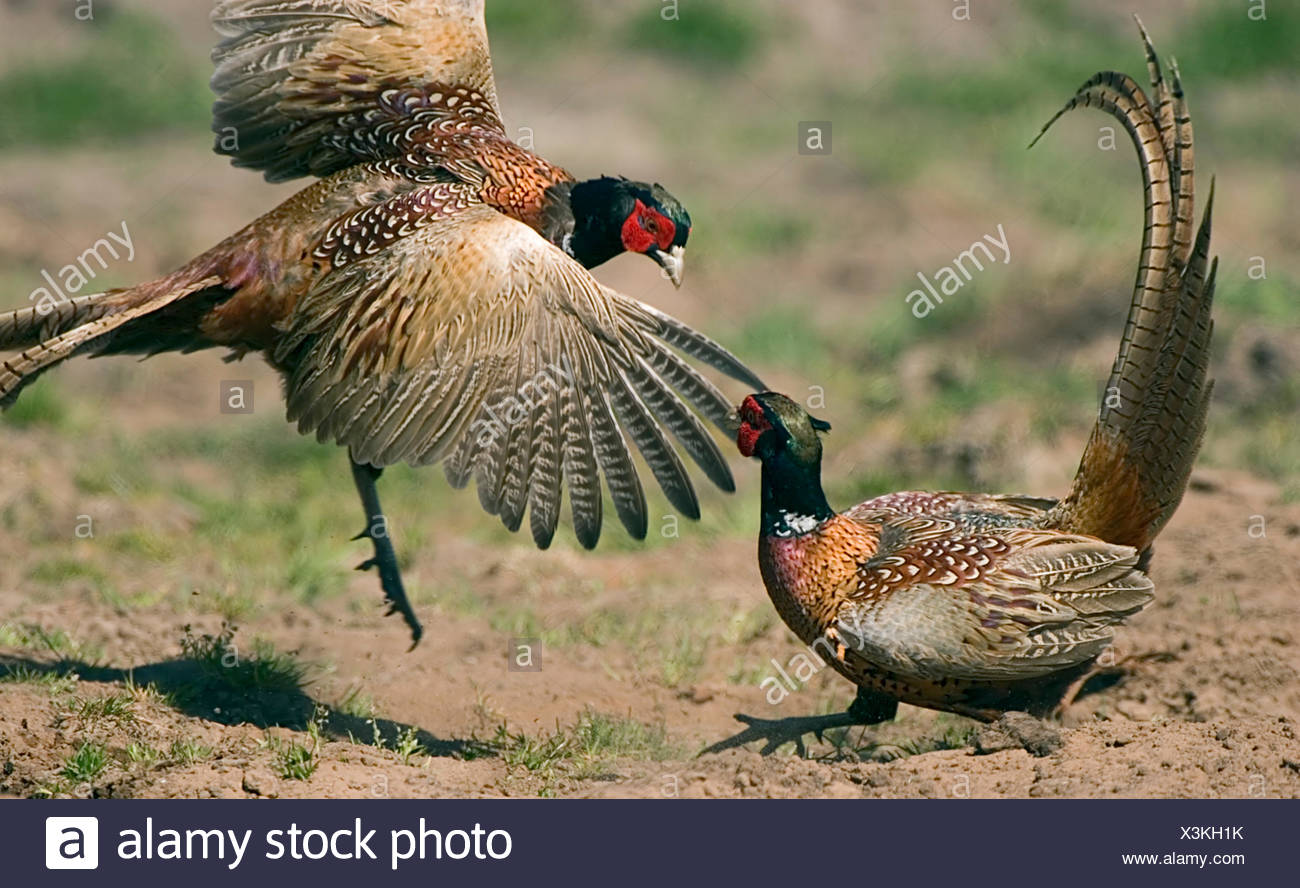 Pheasants Fighting High Resolution Stock Photography and Images - Alamy