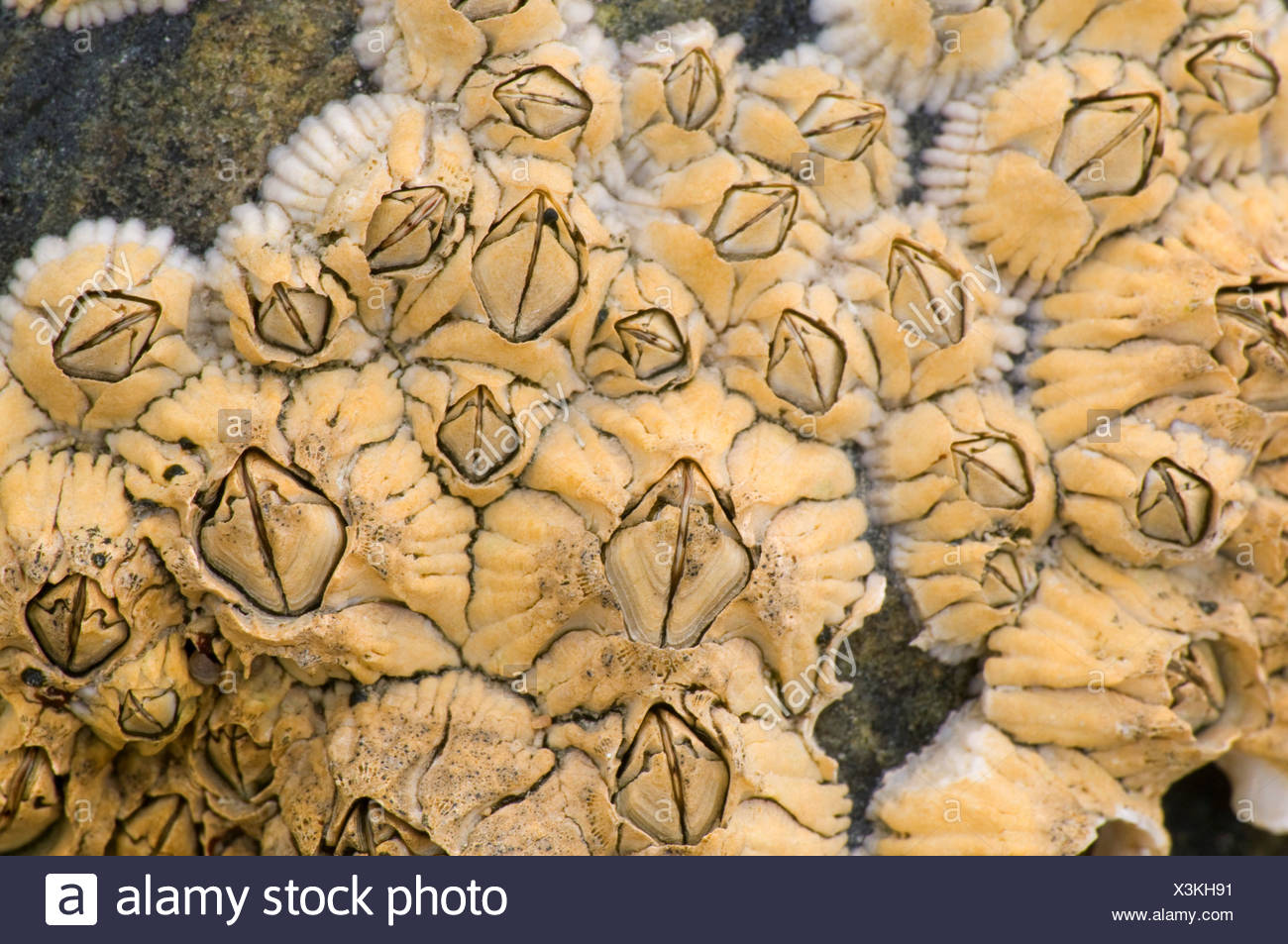 Balanus Balanoides Stock Photos & Balanus Balanoides Stock Images - Alamy