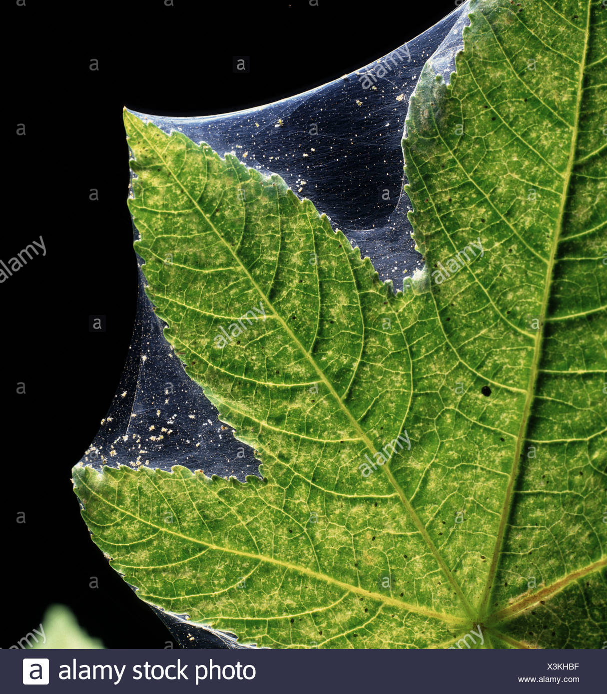 Red Spider Mite Infestation High Resolution Stock Photography and ...