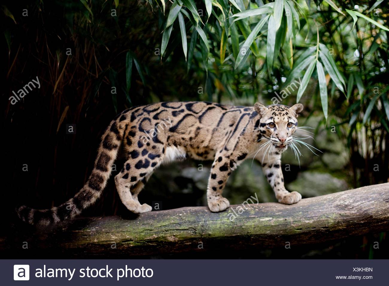 Clouded Leopard High Resolution Stock Photography and Images - Alamy