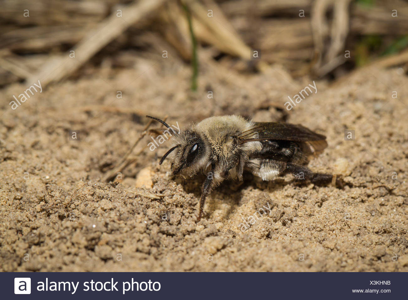 Digger Bee Stock Photos & Digger Bee Stock Images - Alamy