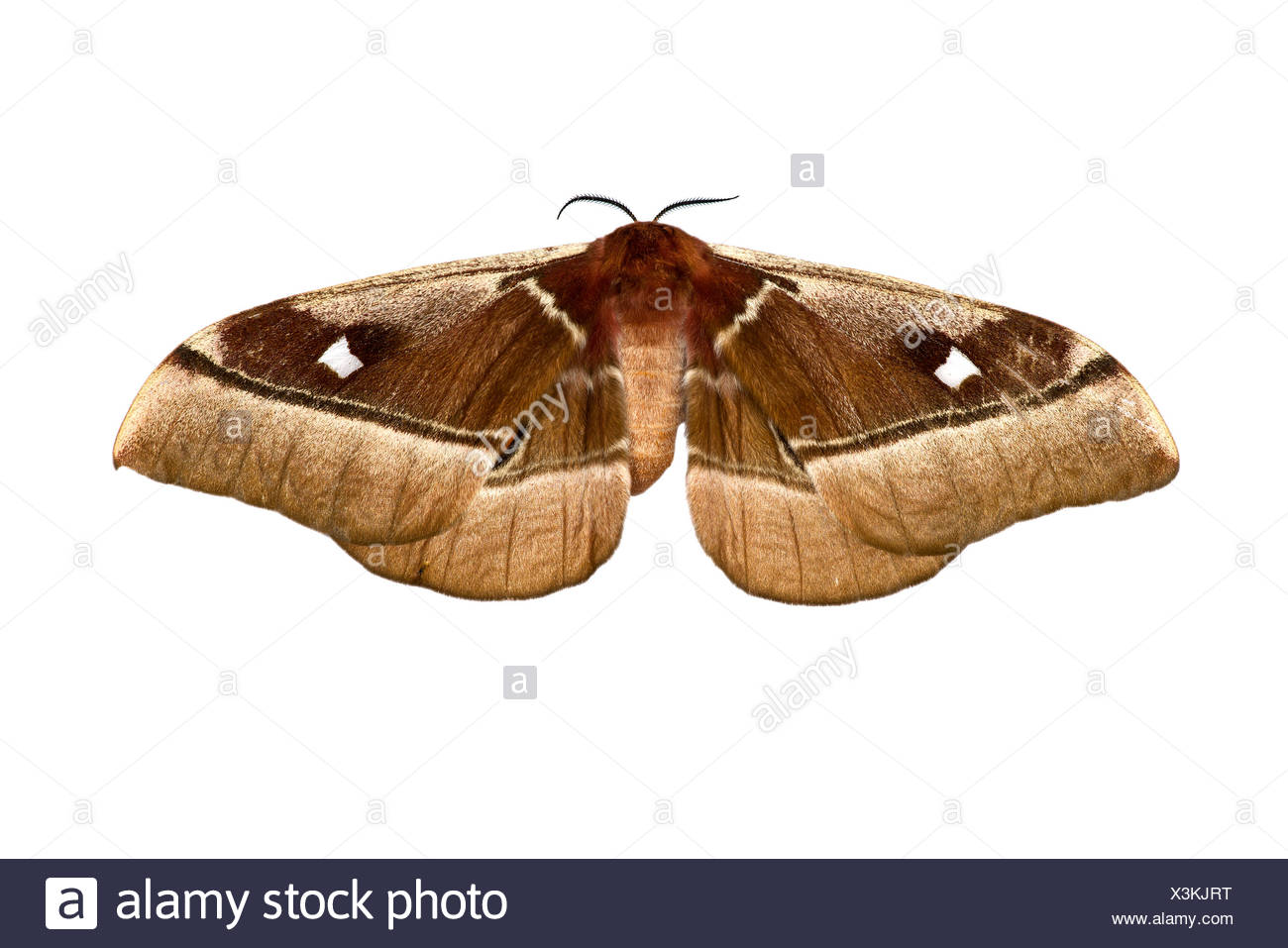 Cabbage Tree Emperor Moth High Resolution Stock Photography and Images ...