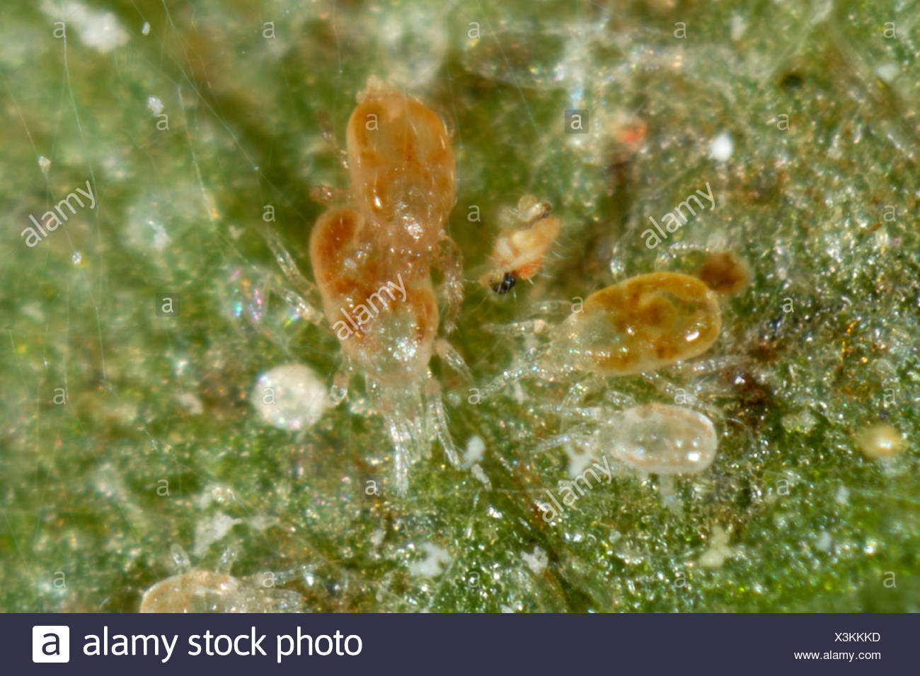 Phytoseiidae High Resolution Stock Photography and Images - Alamy
