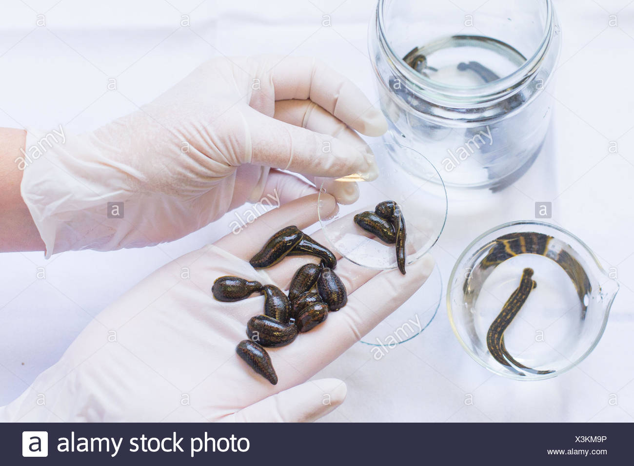 Hirudin Stock Photos & Hirudin Stock Images - Alamy