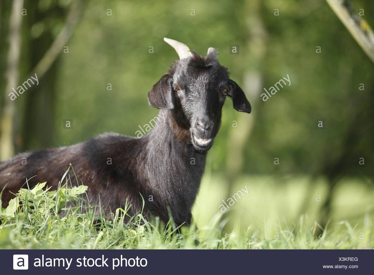 Long Eared Goat High Resolution Stock Photography and Images - Alamy