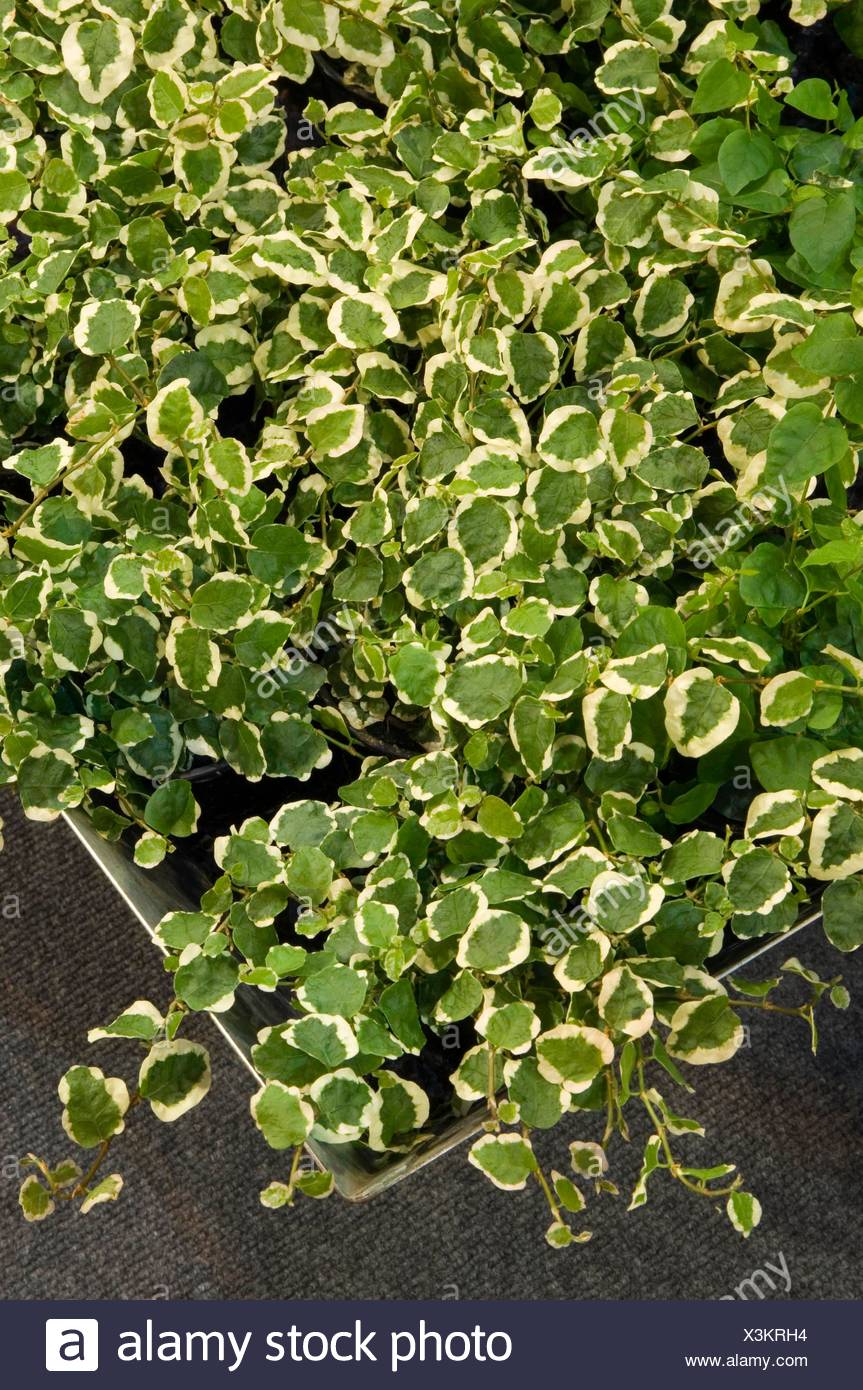 Ficus Bellus Pumila Variegated Houseplant 253351 253351 Stock Photos ...
