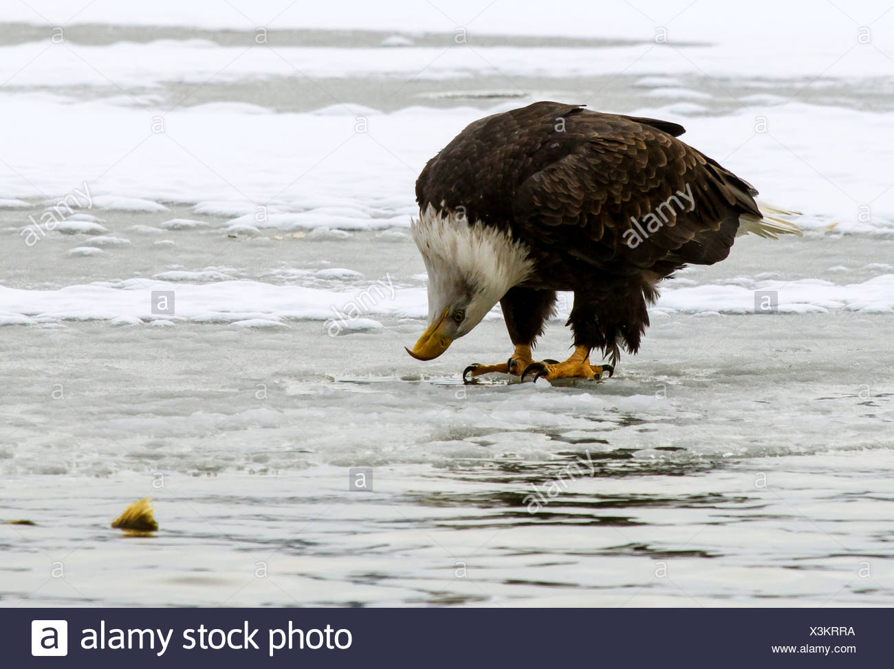 Chilkat Bald Eagle Preserve High Resolution Stock Photography and ...