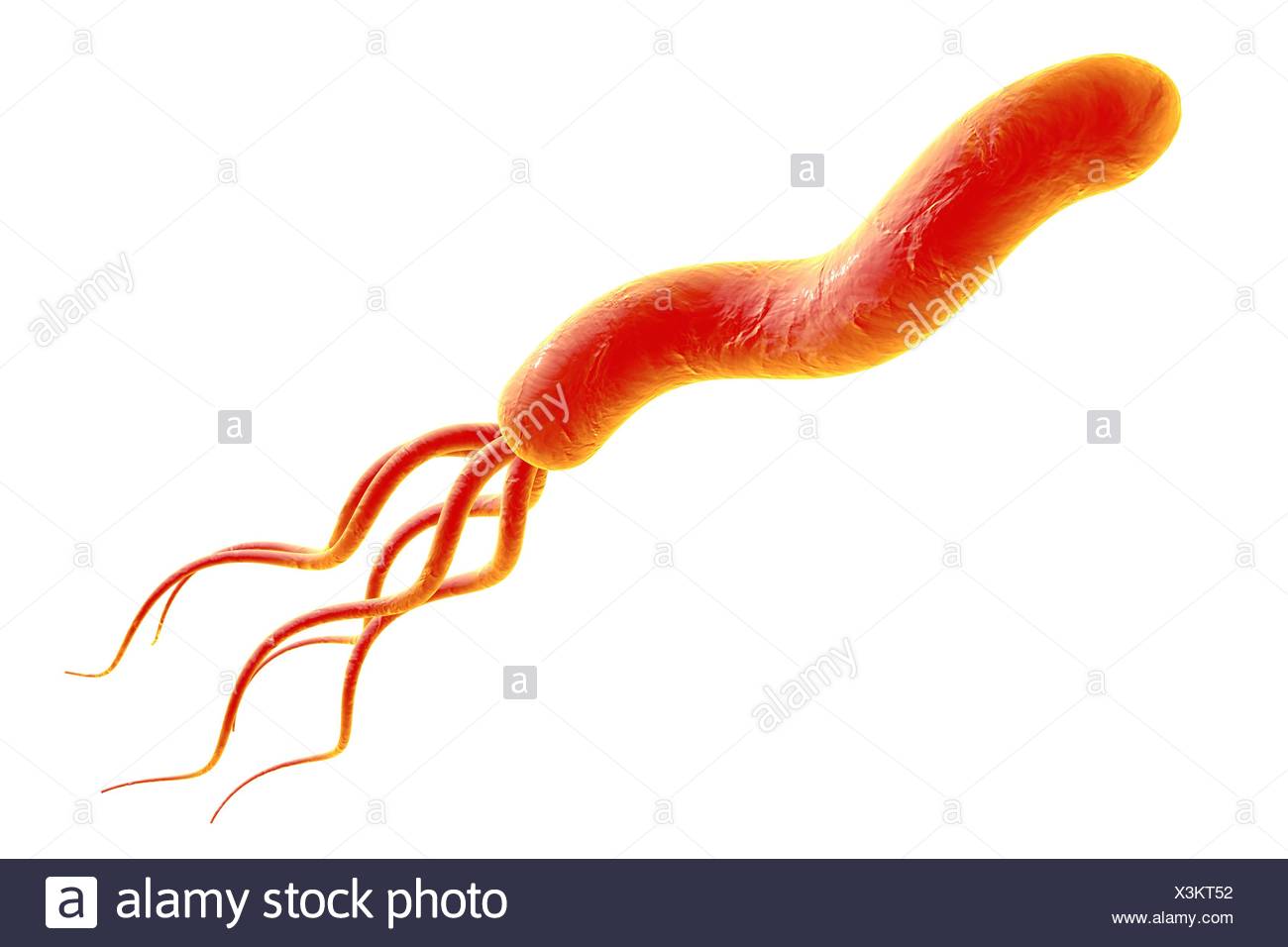 H Pylori High Resolution Stock Photography and Images - Alamy