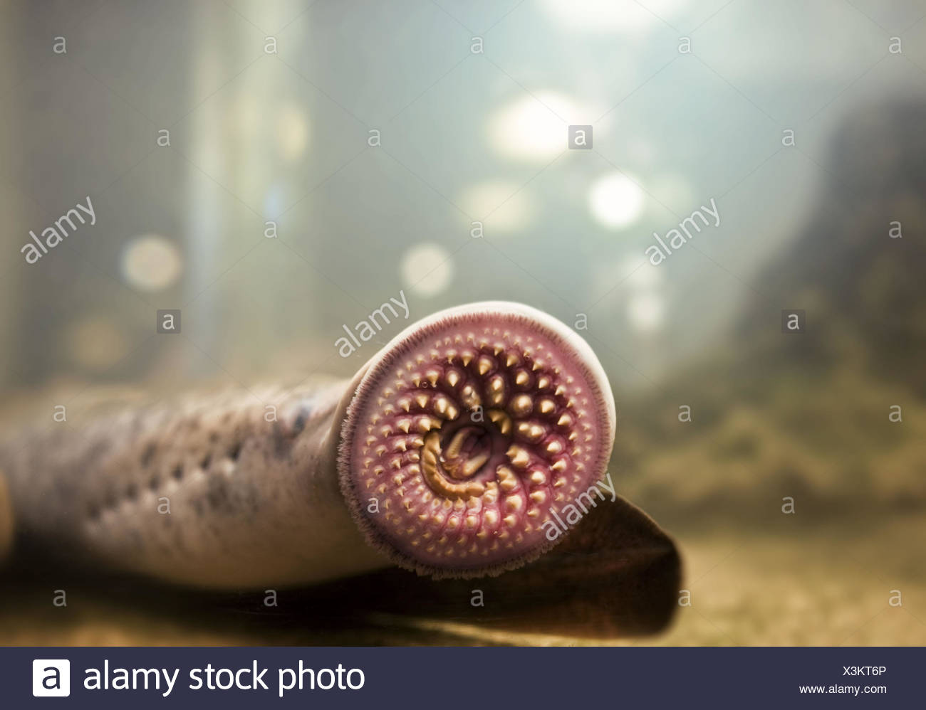 Lamprey Mouth High Resolution Stock Photography and Images - Alamy