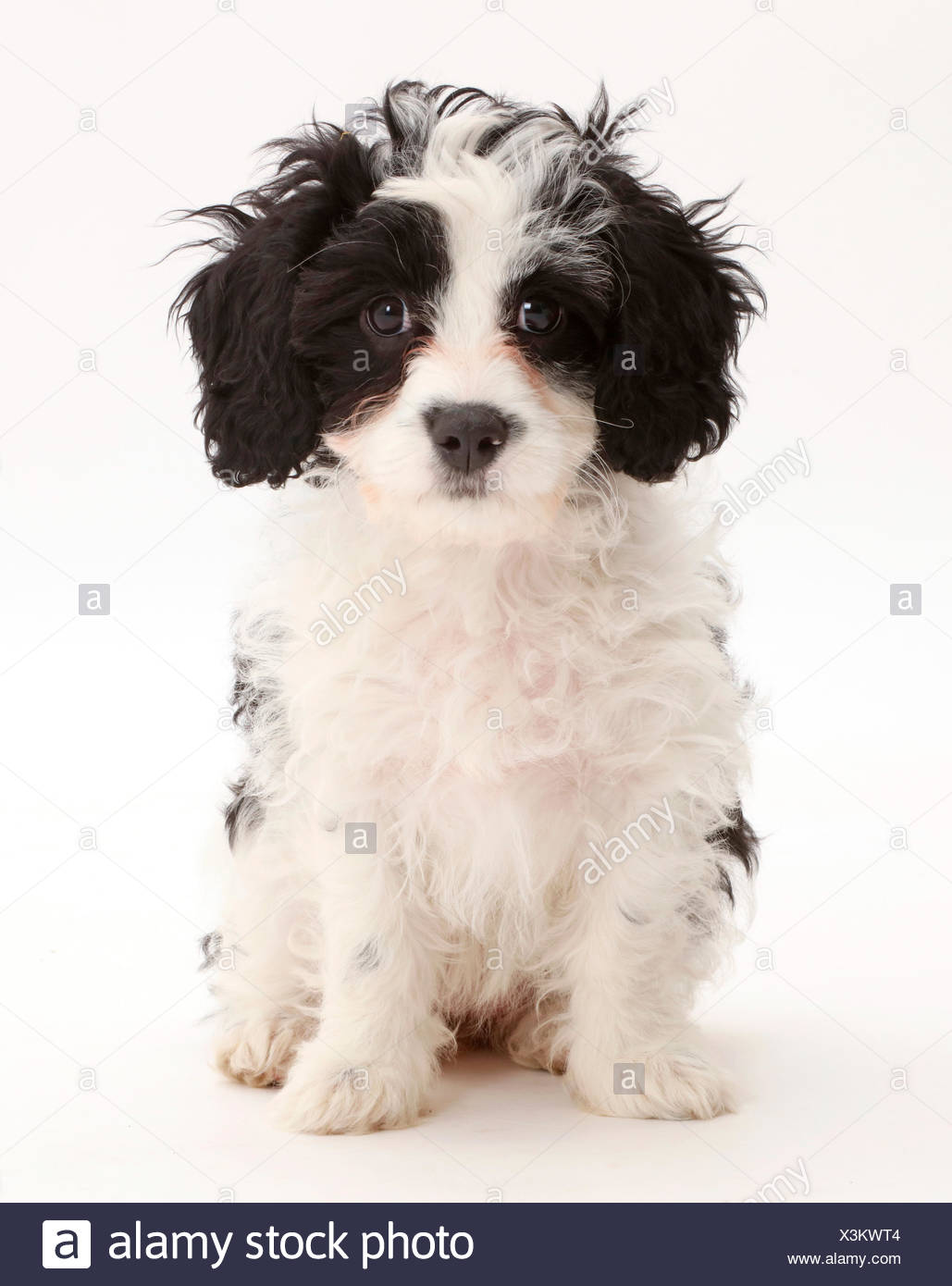 Black And White Cavapoo Puppy High Resolution Stock Photography and ...