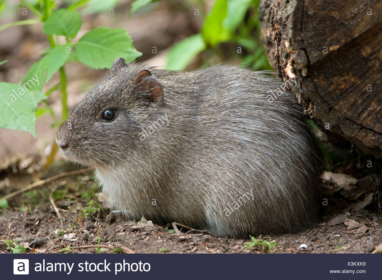 Wild Guinea Pig Stock Photos & Wild Guinea Pig Stock Images - Alamy