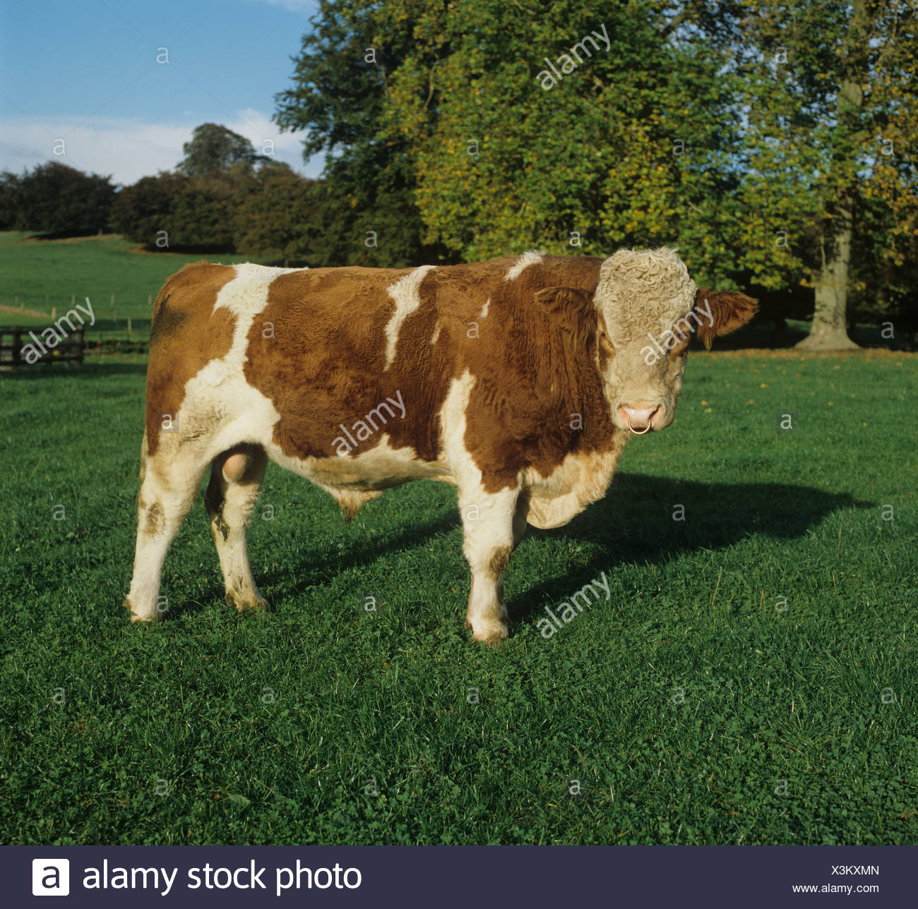 Simmental Bull High Resolution Stock Photography and Images - Alamy
