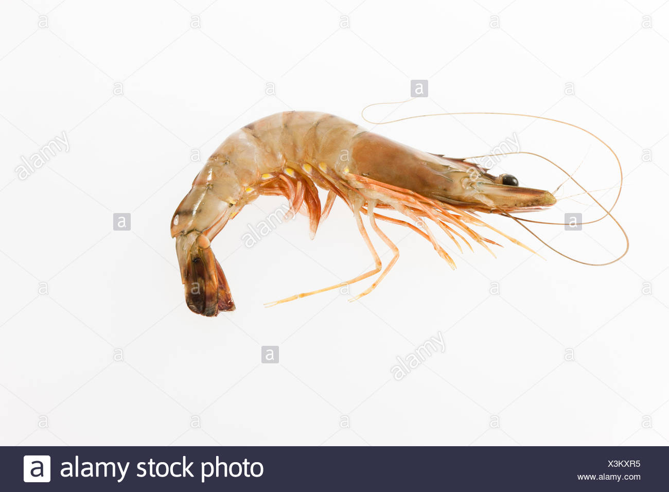 Penaeus High Resolution Stock Photography and Images - Alamy