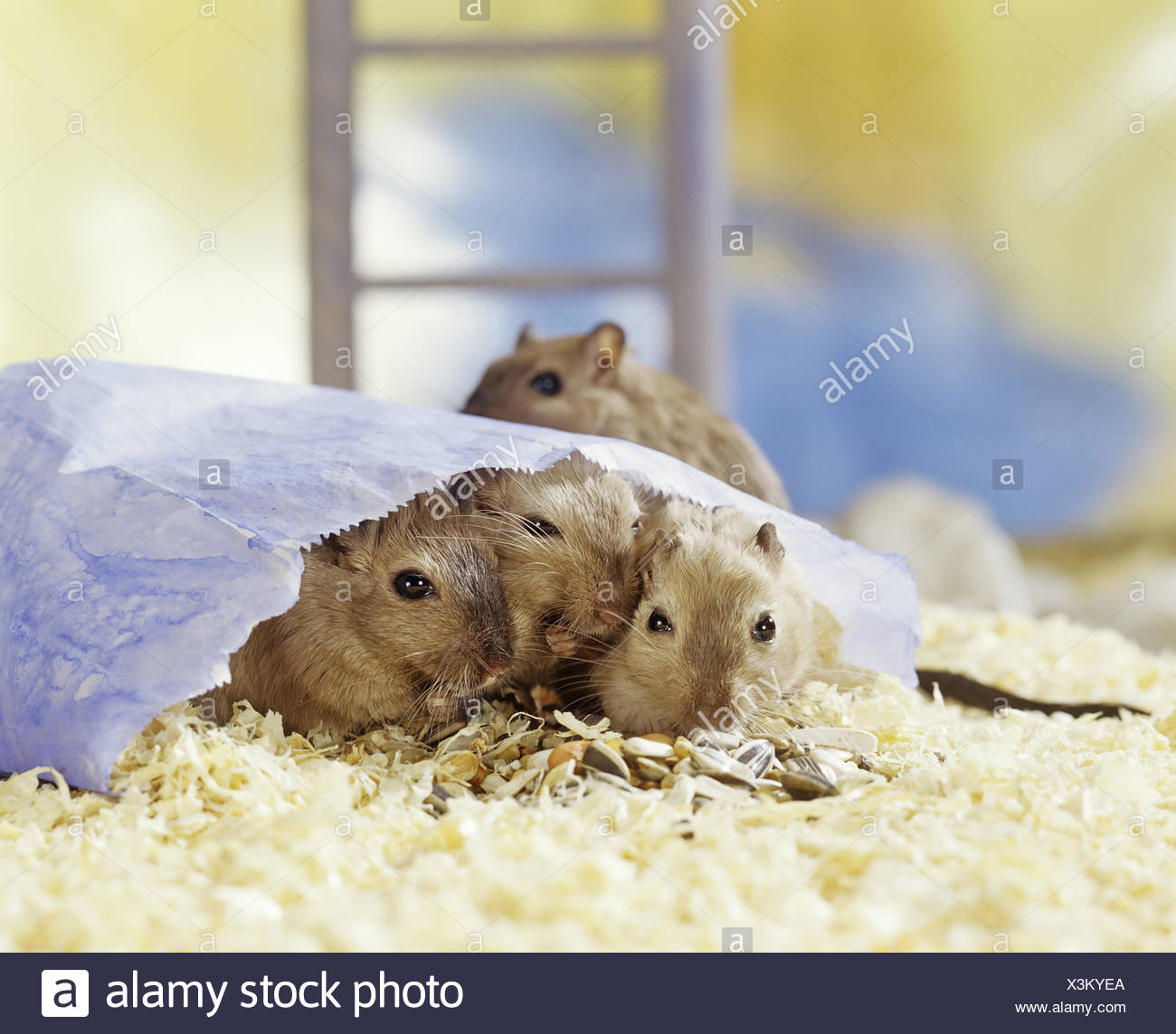 Jird Desert High Resolution Stock Photography and Images - Alamy