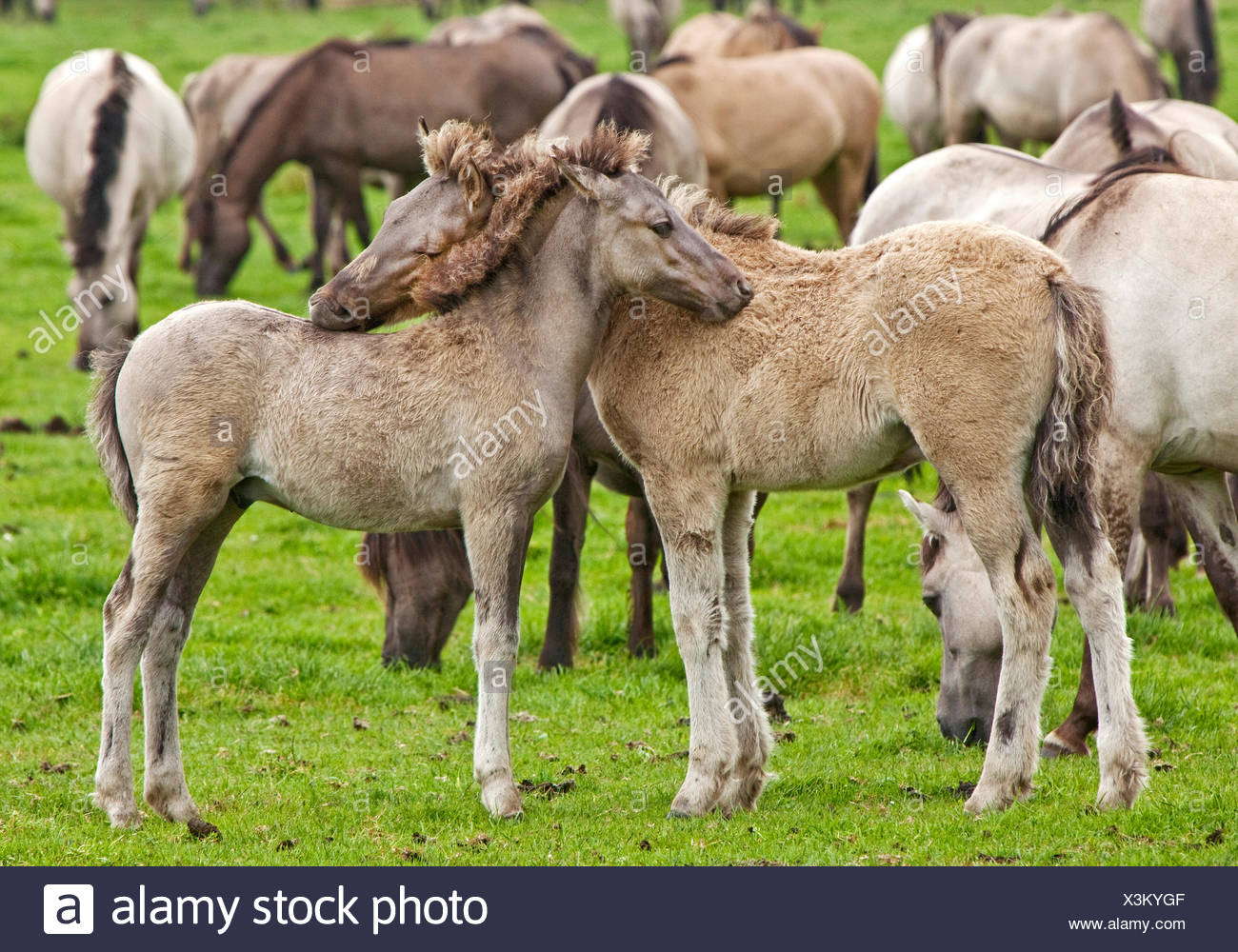 Horse Herd Horses Herds High Resolution Stock Photography and Images ...