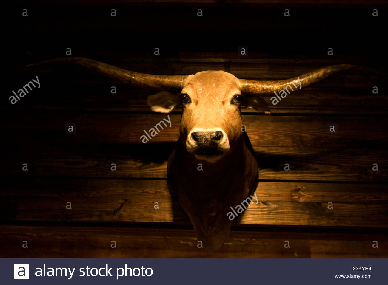 Stuffed Cow High Resolution Stock Photography and Images - Alamy