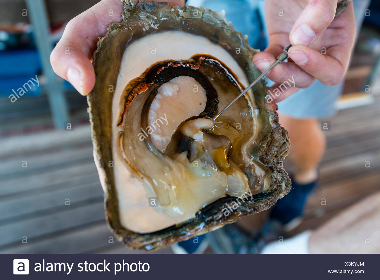 Pinctada Maxima Oyster High Resolution Stock Photography and Images - Alamy