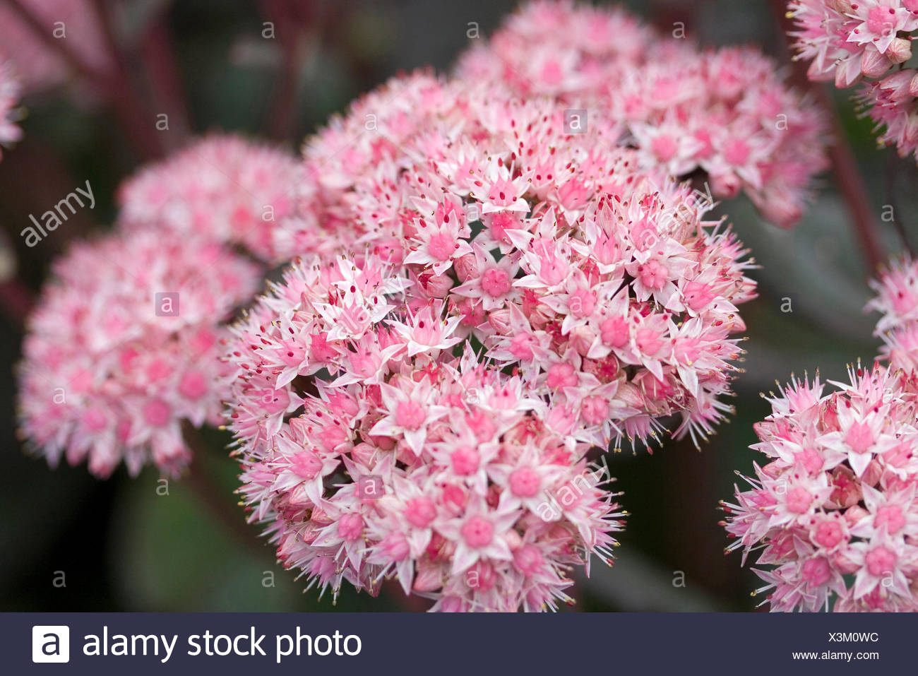 Sedum Matrona Stock Photos & Sedum Matrona Stock Images - Alamy