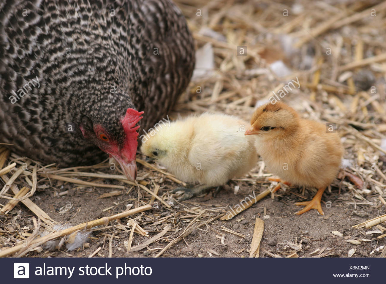 Mother Hen And Chicks Stock Photos & Mother Hen And Chicks Stock Images ...