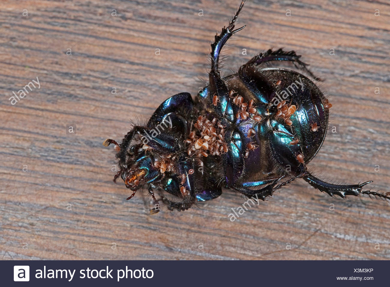 Dor Beetles High Resolution Stock Photography and Images - Alamy