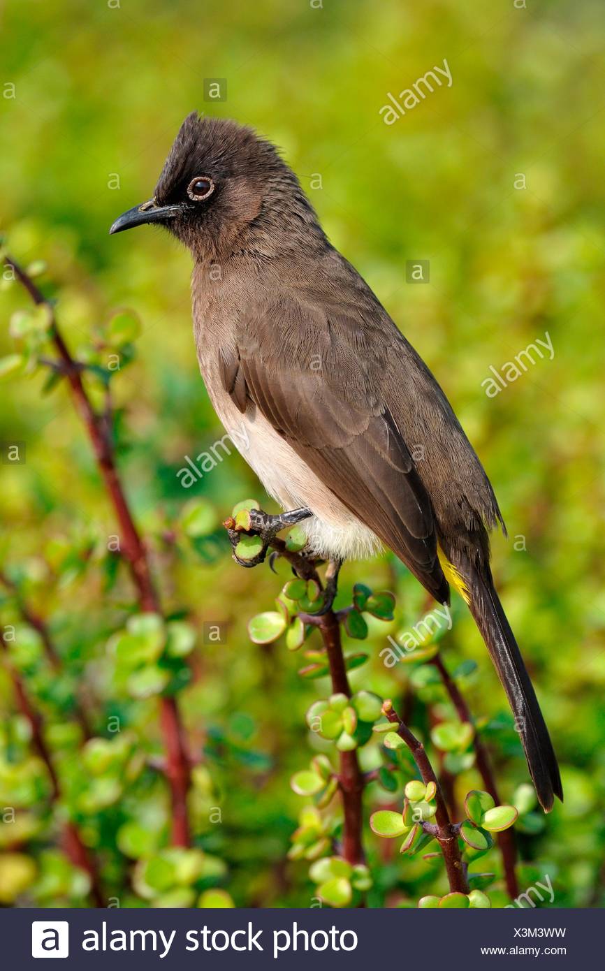 Pycnonotus Capensis High Resolution Stock Photography and Images - Alamy
