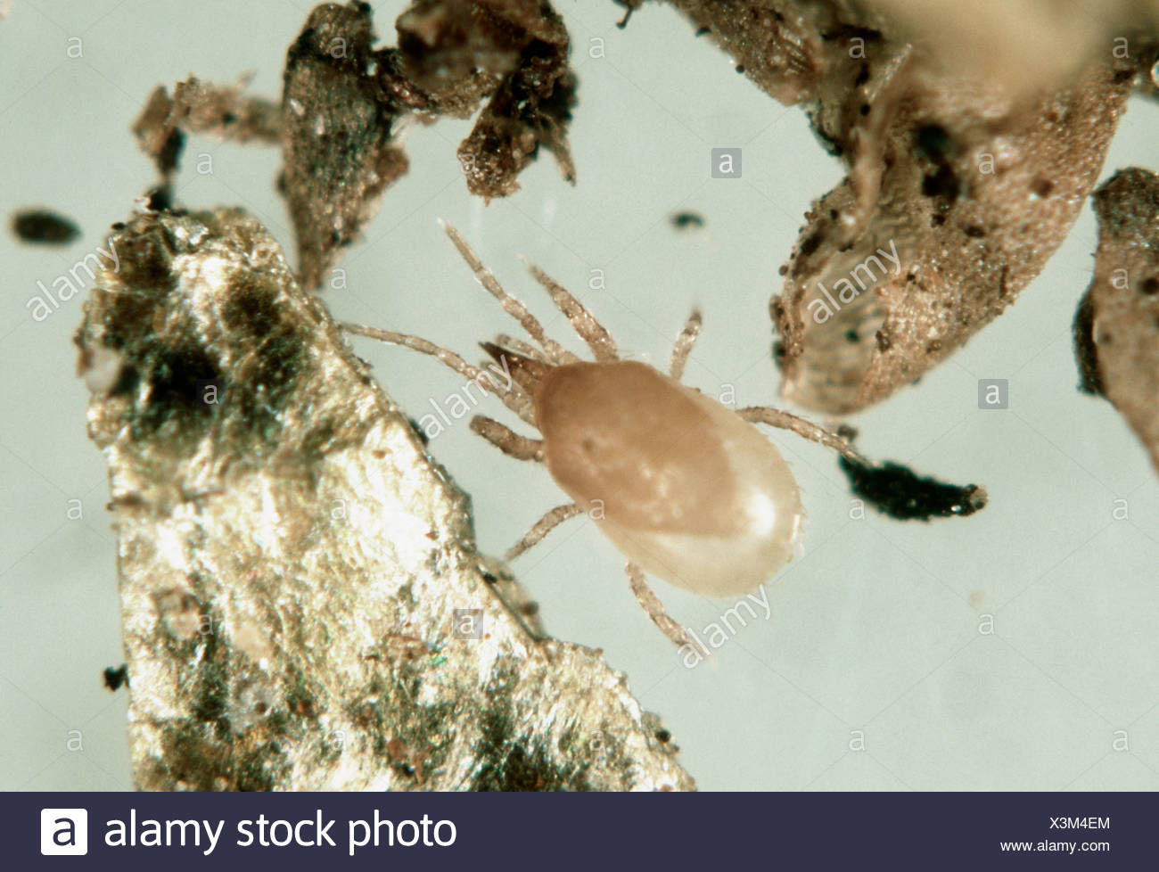 Soil Mite High Resolution Stock Photography and Images - Alamy