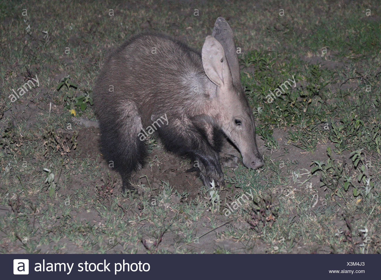 Antbear High Resolution Stock Photography and Images - Alamy