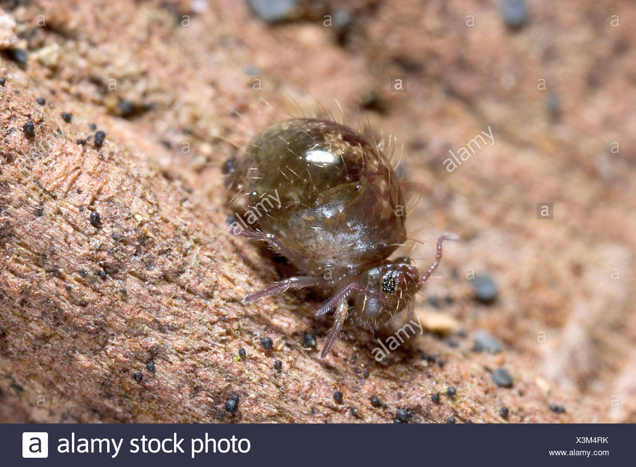 Springtail Insect Stock Photos & Springtail Insect Stock Images - Alamy