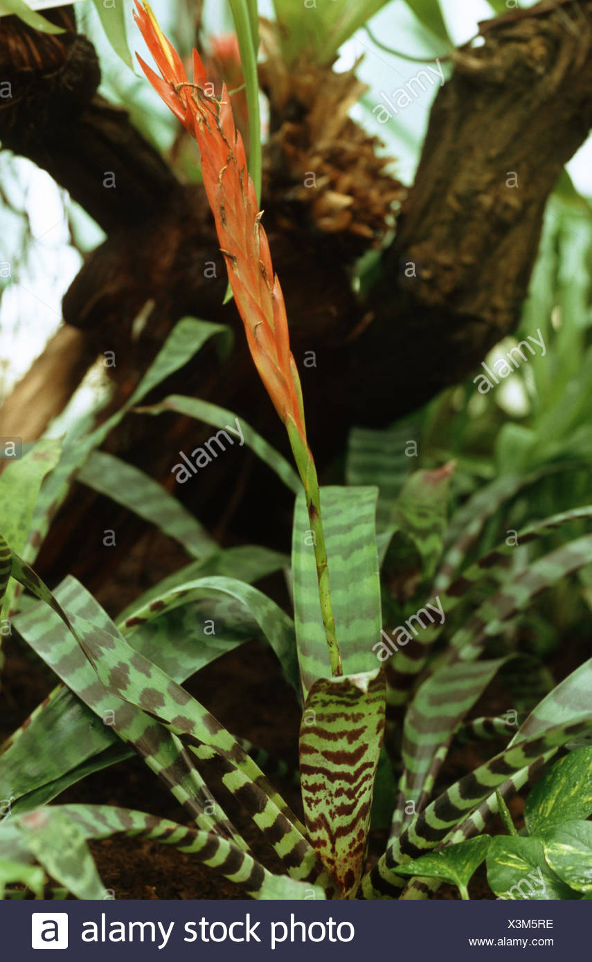 Vriesea Stock Photos & Vriesea Stock Images - Alamy
