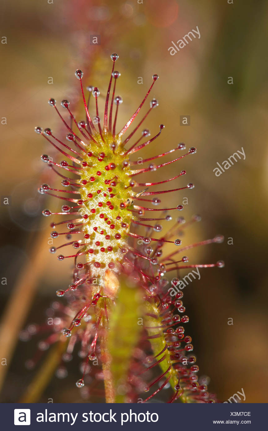 English Sundew Drosera Anglica High Resolution Stock Photography and Images - Alamy