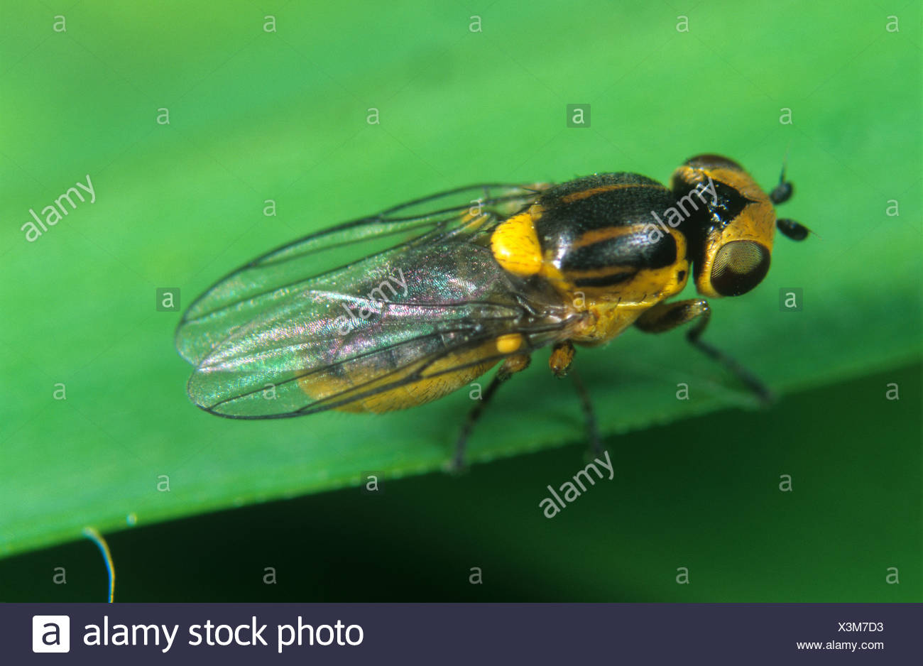 Gout Fly High Resolution Stock Photography and Images - Alamy