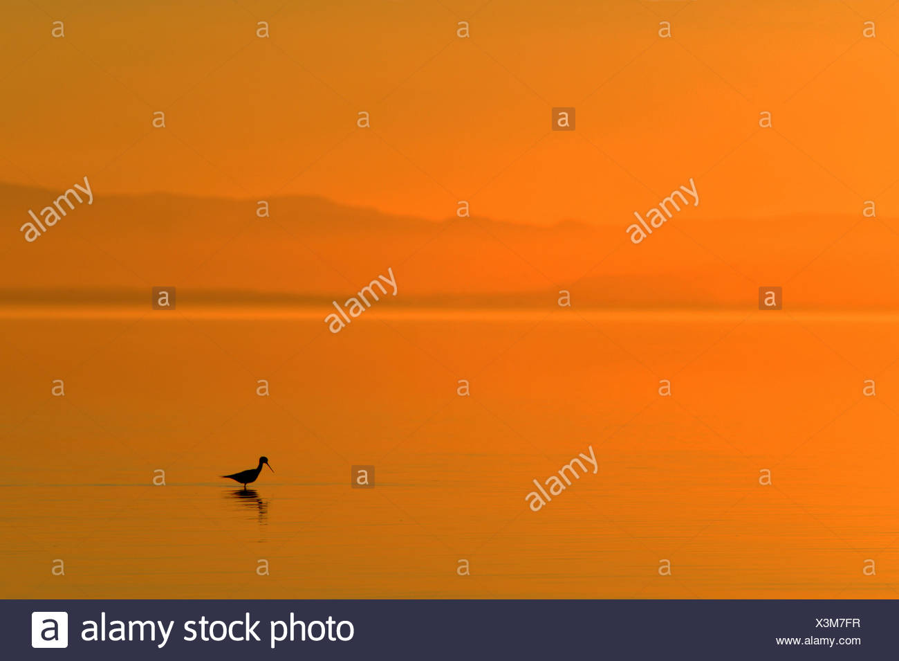 Sonny Bono Salton Sea National Wild Life Refuge High Resolution Stock ...