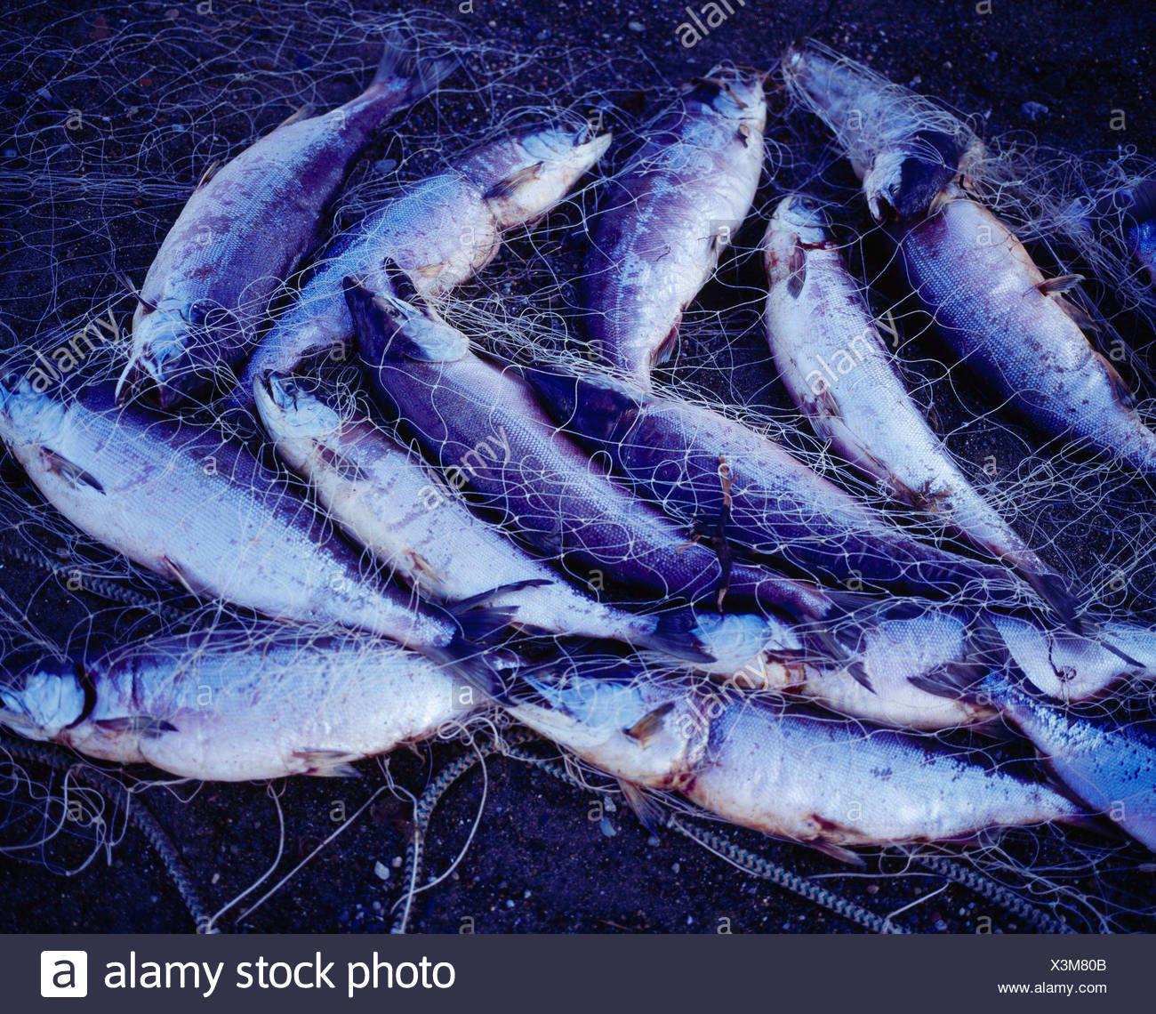 Drift Gillnet High Resolution Stock Photography and Images - Alamy