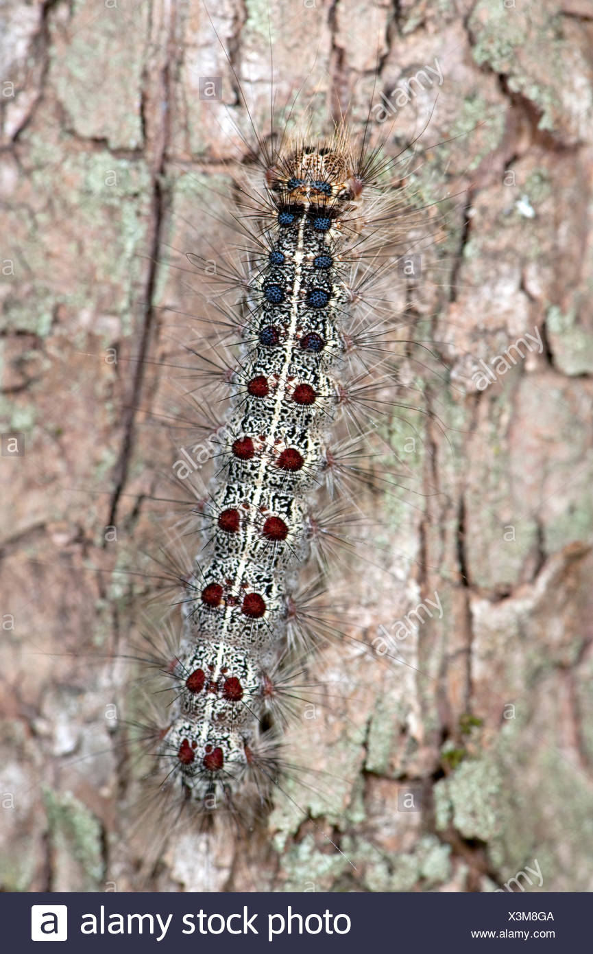 Gypsy Moth Larvae Stock Photos & Gypsy Moth Larvae Stock Images - Alamy