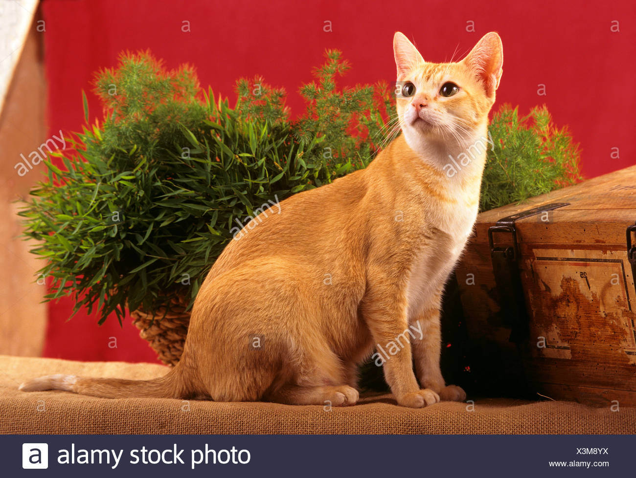 Ceylon Cat High Resolution Stock Photography and Images - Alamy