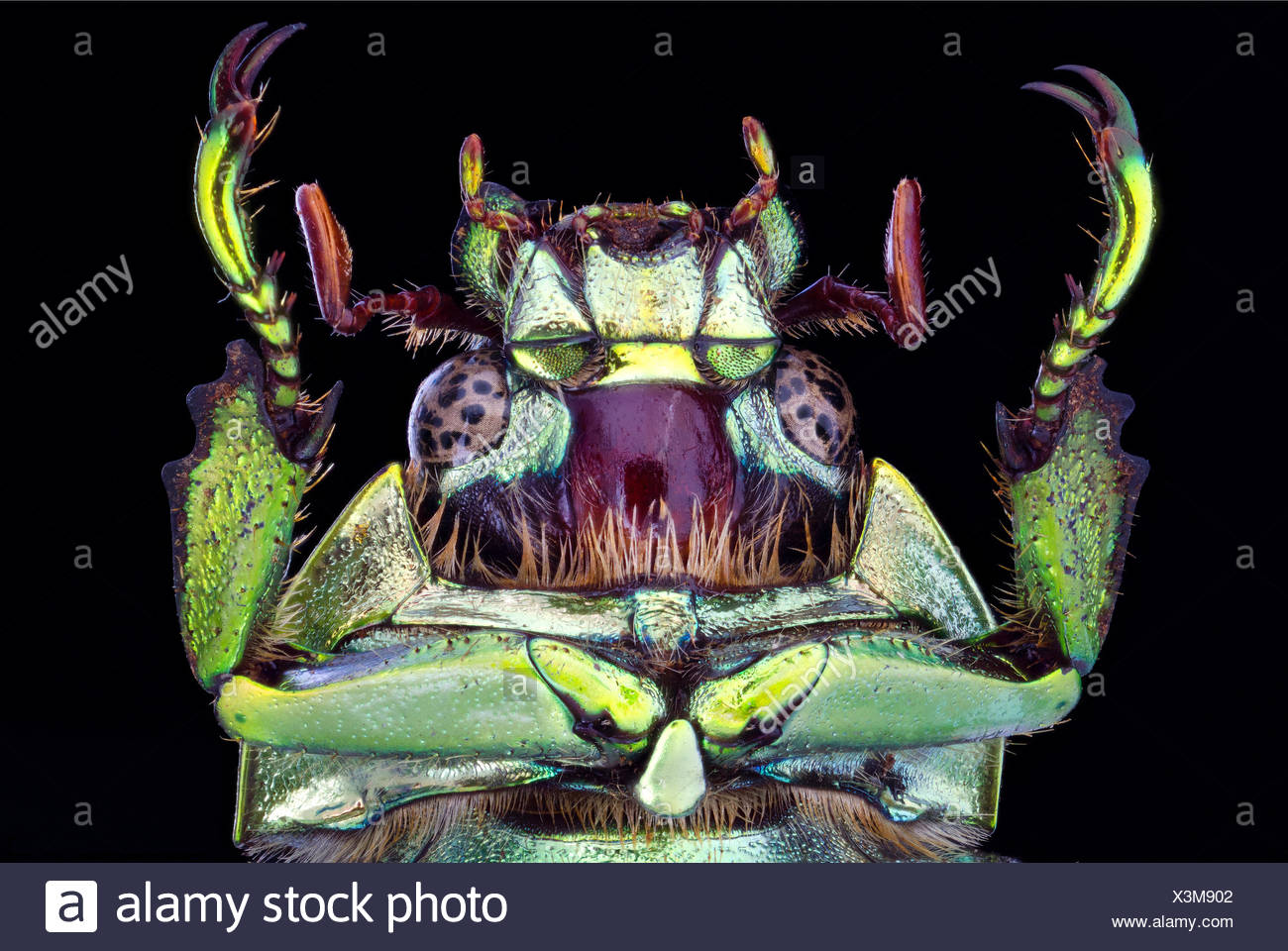 Chrysina Stock Photos & Chrysina Stock Images - Alamy