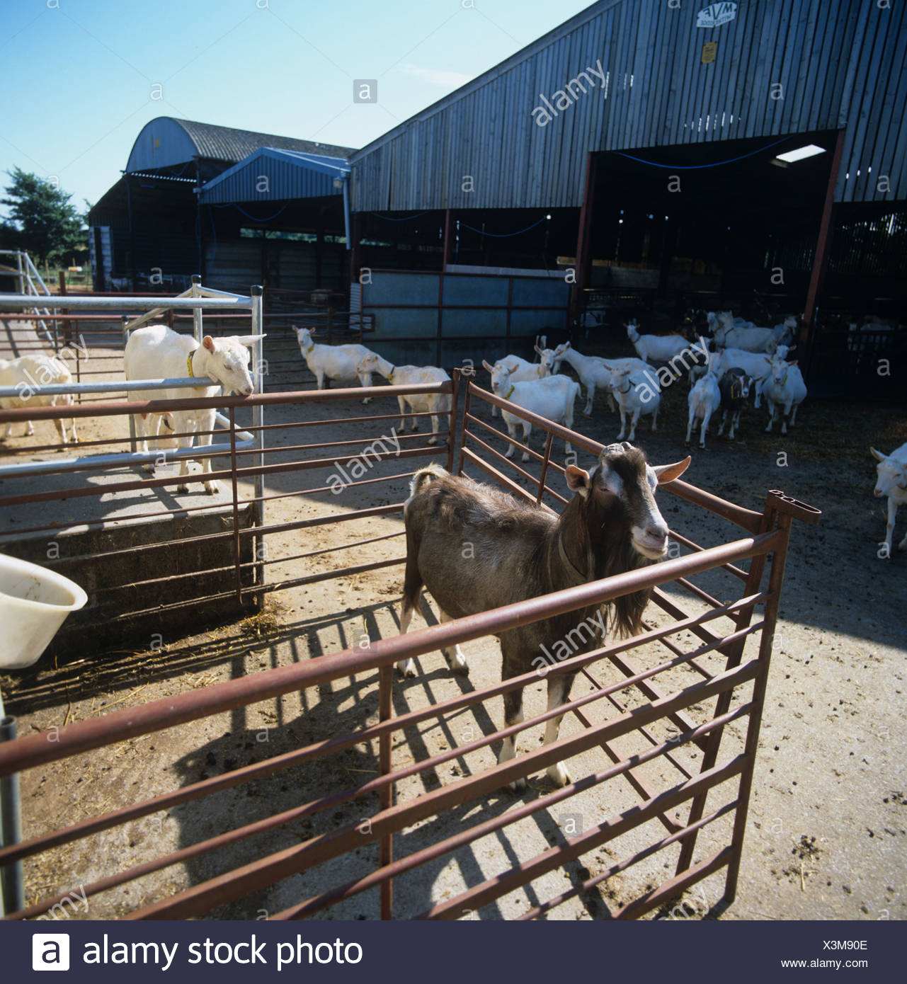 Saanen Dairy Goat Farm High Resolution Stock Photography and Images - Alamy