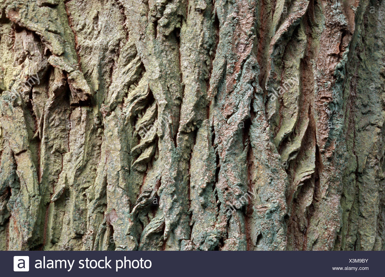 Poplar Tree Bark Stock Photos & Poplar Tree Bark Stock Images - Alamy