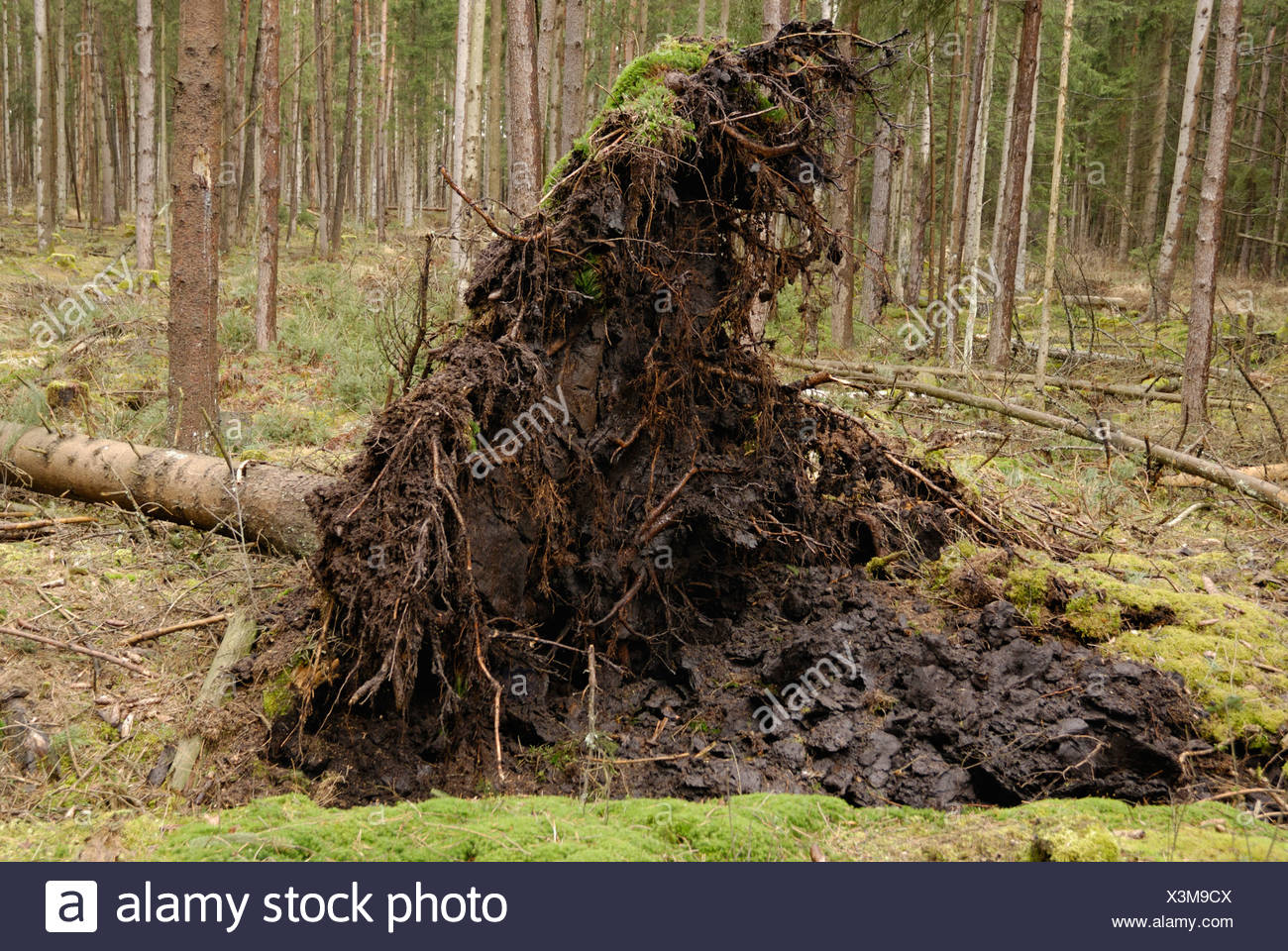 Norway Spruce Picea Abies Roots High Resolution Stock Photography and ...