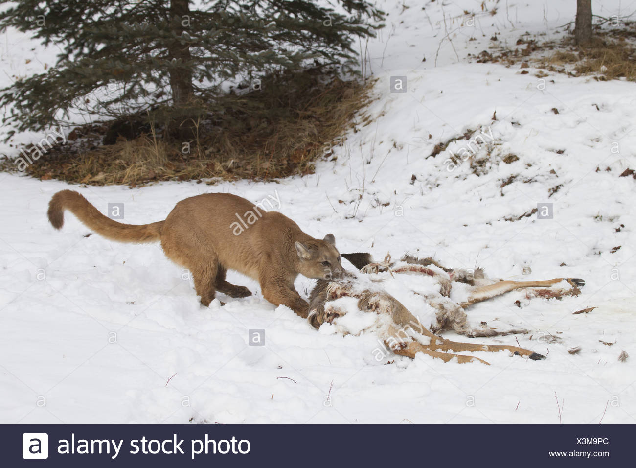 Puma Hiding High Resolution Stock Photography and Images - Alamy