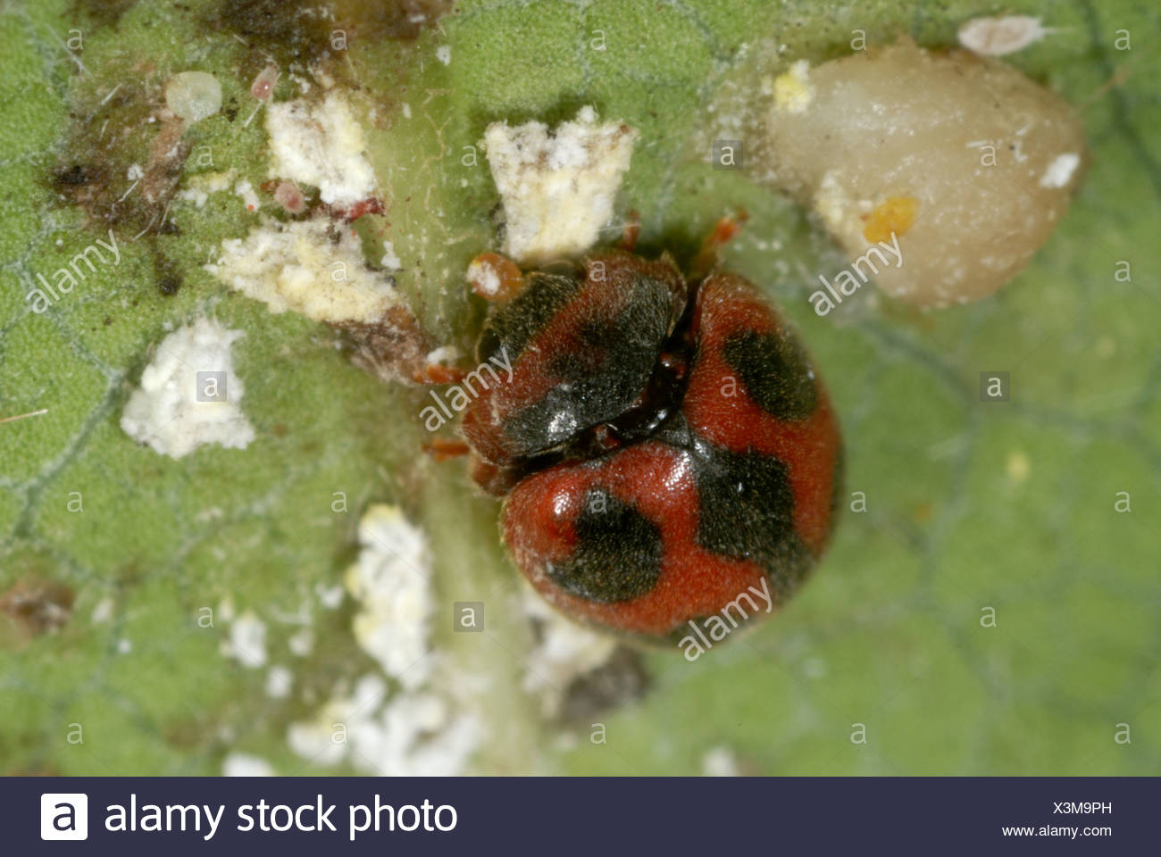 Rodolia Cardinalis High Resolution Stock Photography and Images - Alamy