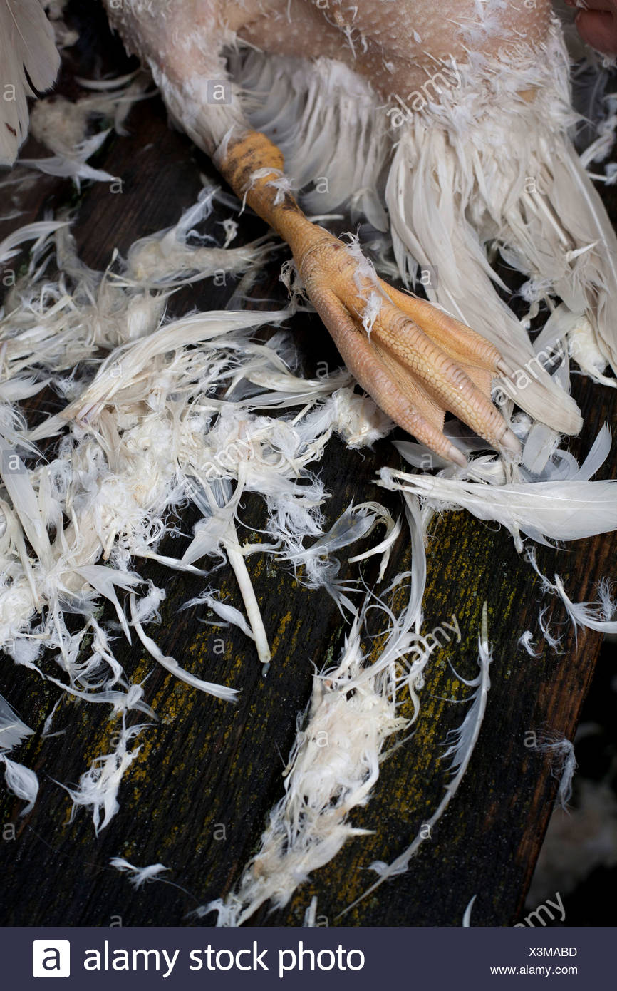 Goose Foot High Resolution Stock Photography and Images - Alamy