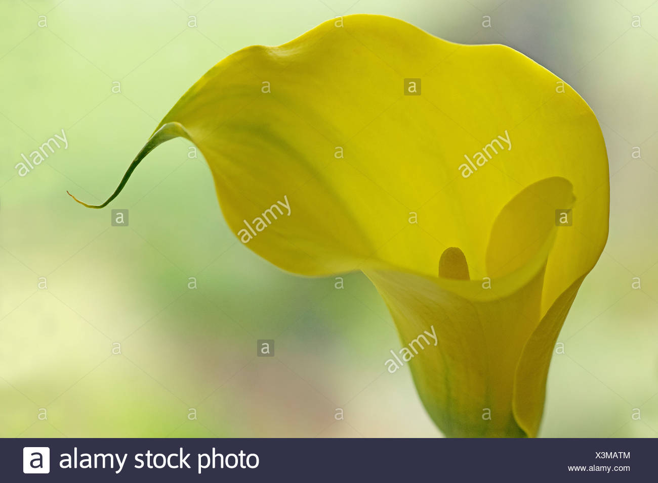 Funnel Lily High Resolution Stock Photography and Images - Alamy