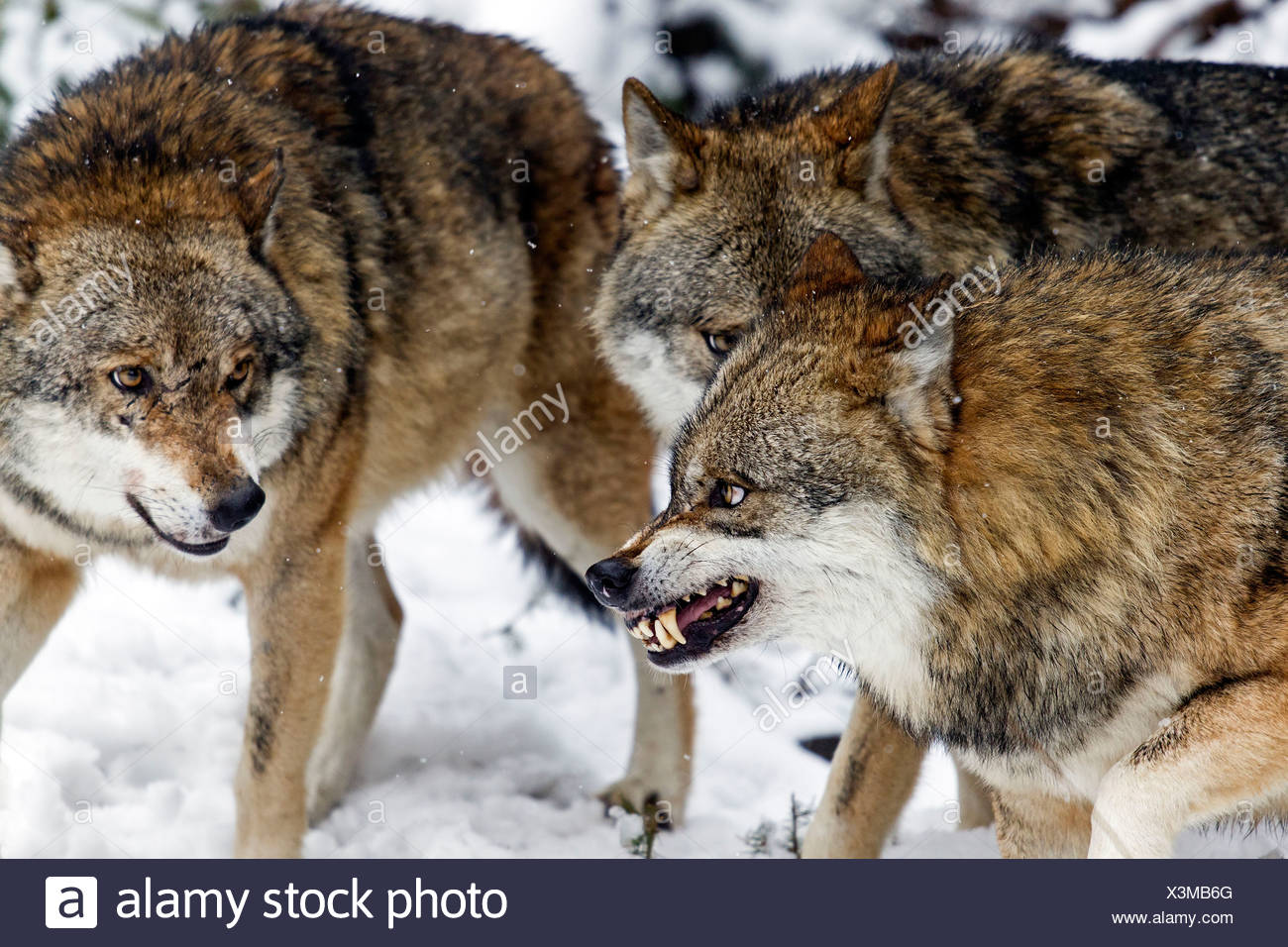 Aggressive Wolves Stock Photos & Aggressive Wolves Stock Images - Alamy