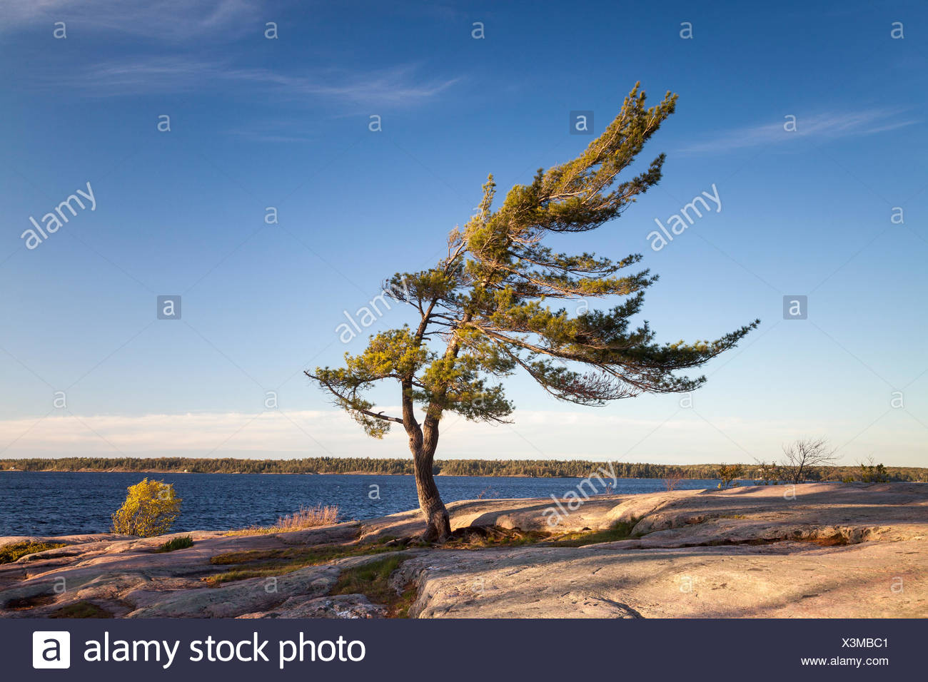 Wind Swept Trees High Resolution Stock Photography and Images - Alamy