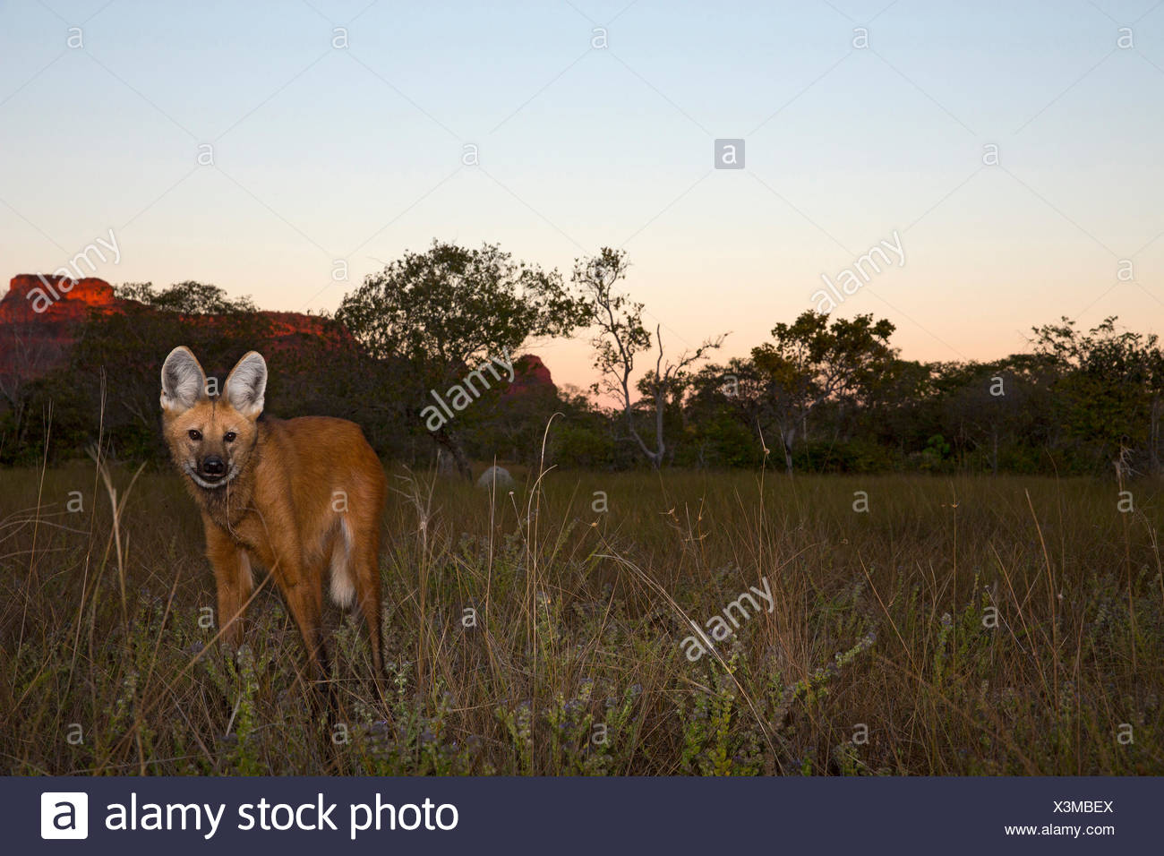 Brazil Maned Wolf High Resolution Stock Photography and Images - Alamy