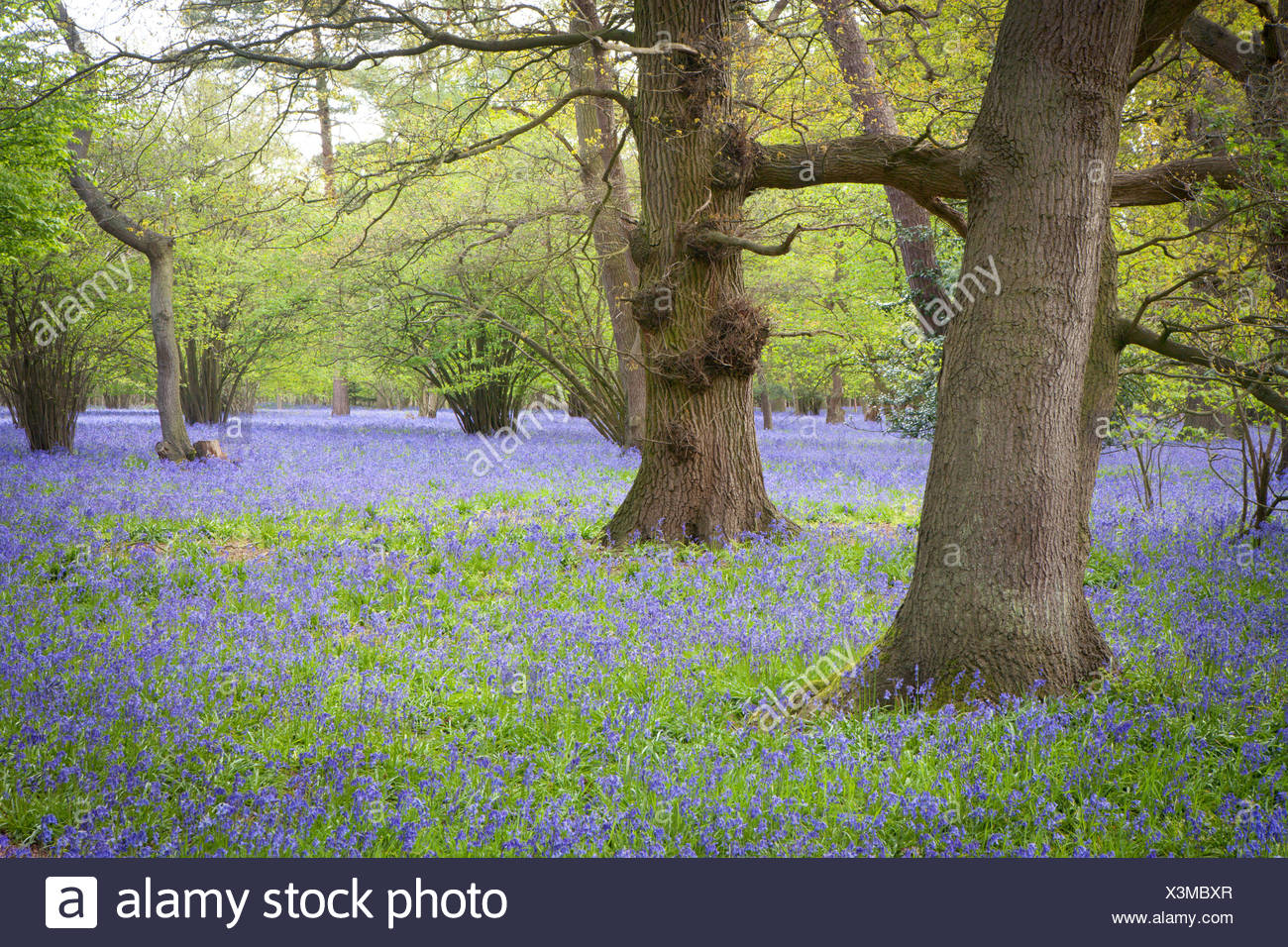 Fields Of Bluebells Stock Photos & Fields Of Bluebells Stock Images - Alamy