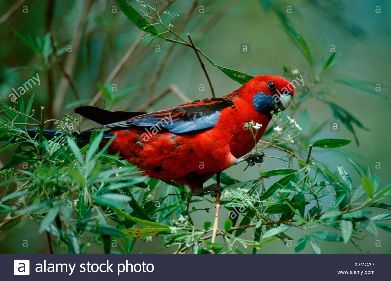 Pennants Rosella Platycercus Stock Photos & Pennants Rosella ...