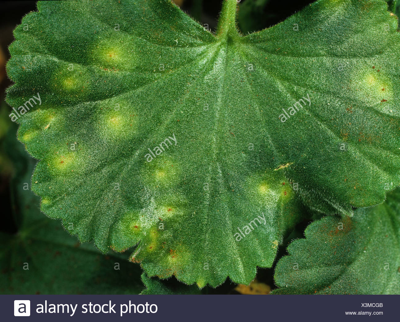 Pelargonium Rust High Resolution Stock Photography and Images - Alamy