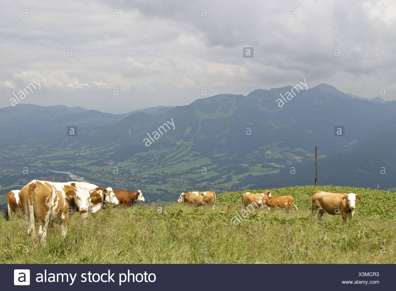 Dual Purpose Breed Of Cattle High Resolution Stock Photography and ...